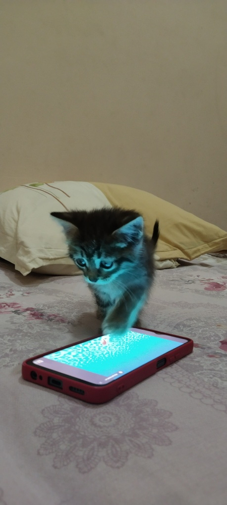 Отдам в хорошие руки