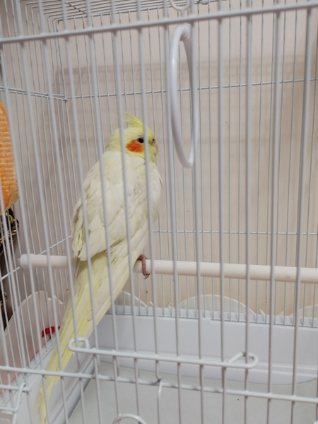 Продаем кореллу в хорошие руки