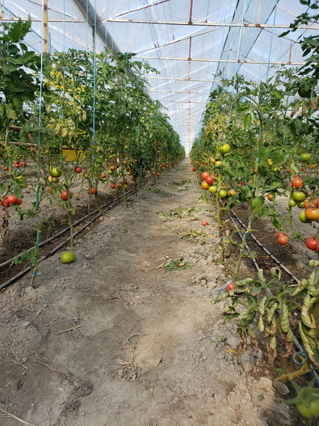 Типлица парник срочно продам 2гектара 1г парник мол хона 8×50 куй хона