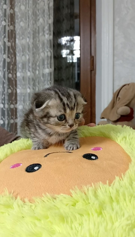 Продаётся Кот Мраморный фолд