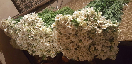 Продаётся саженцы астромерия