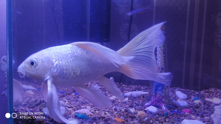 Akvarium baligʻi (butterfly koi)