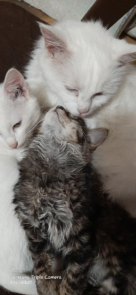 Котята 3 месячные