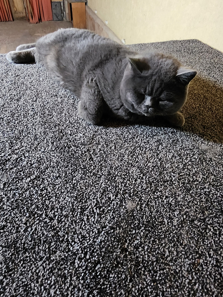 Кошка скоттиш фолд  2годика