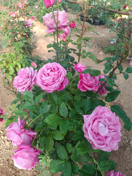 Atirgul ko'chati sotiladi