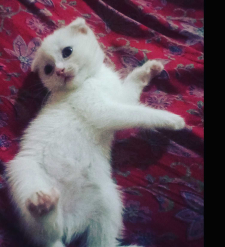 Scottish fold o'g'il VA qiz toza zotdor