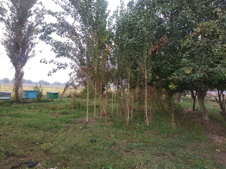 Нотураржой сотилади
