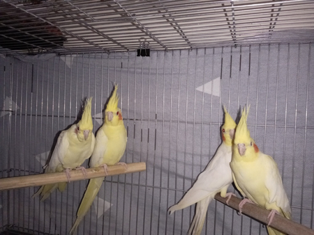 Продаётся корелла пара