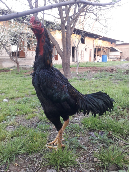 1 tulle sotiladi