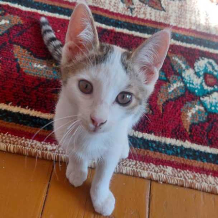 Домашние котята отдам даром