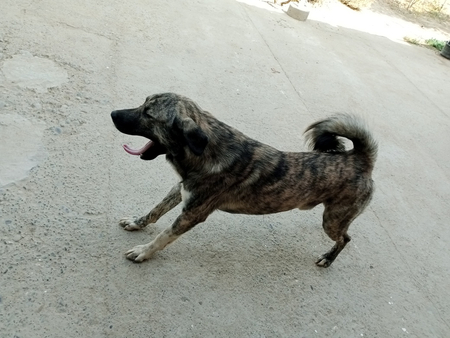 Katta kuchuk almashtiramn