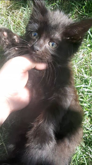 Очень Шладкий котёнок