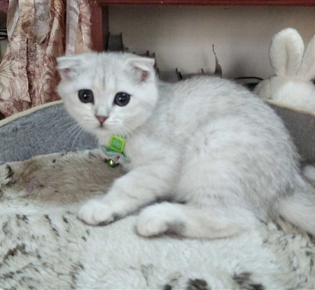 Продаетя котенок серебристая шиншилла.Девочка.