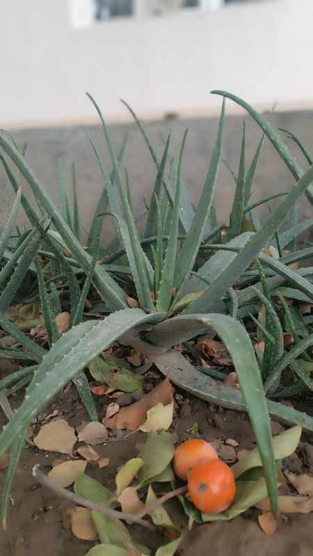 Aloe vera алоэ Вера