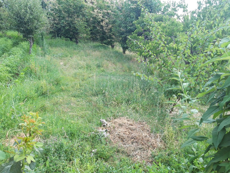 Dacha uchun yer sotiladi