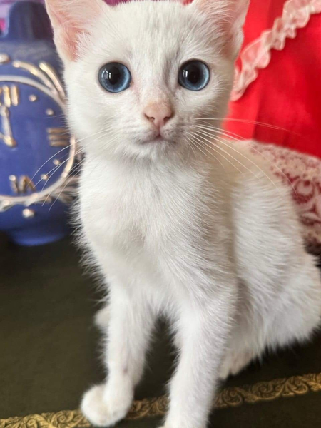 Котенок ищет дом и самых ответственных хозяев