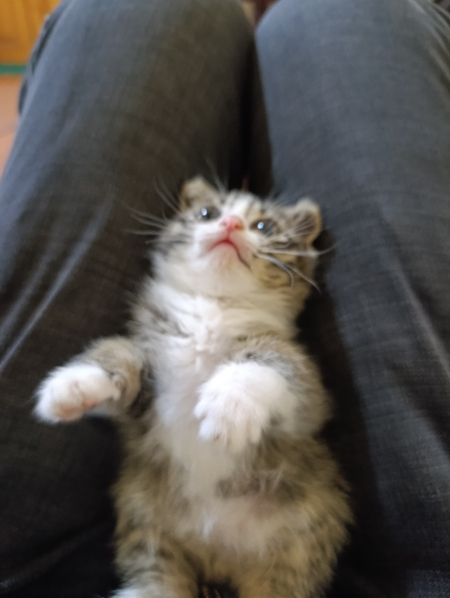 Scottish Fold 3 oylik mushuk erkak