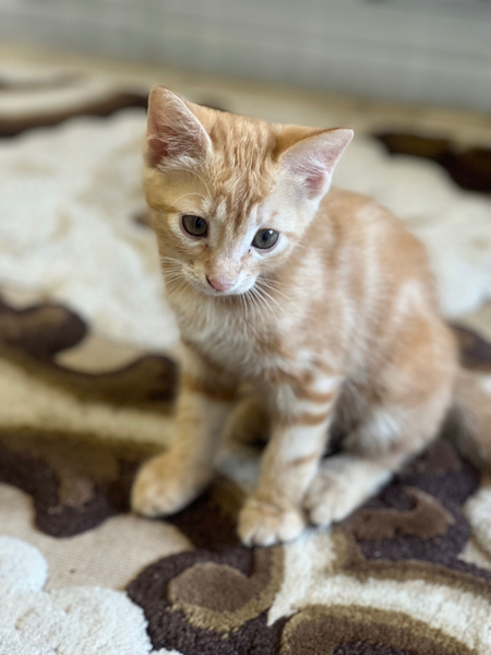 Котята скотиш страйт