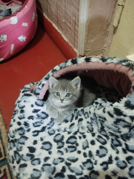 Продаются породистые котята .