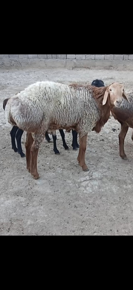 Qõçqor, Кучкор , Баран производитель.