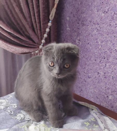 Котята скоттиш фолд 2шт и Скоттиш страйт 1н