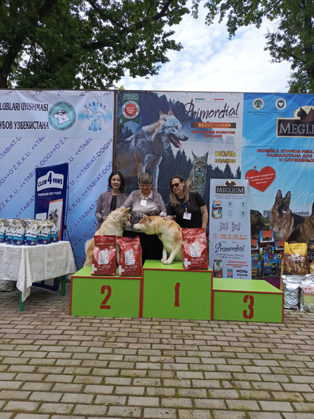 Щенки Акита ину