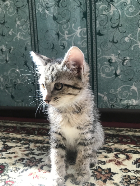 Котята Бесплатно
