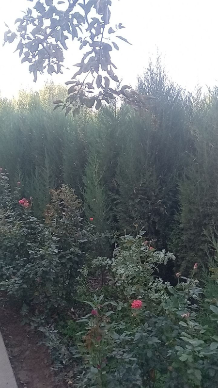 Archa ko'chatlar
