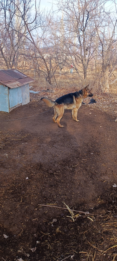 Овчарка ийт сатылад бахарде 2 жыл болади,