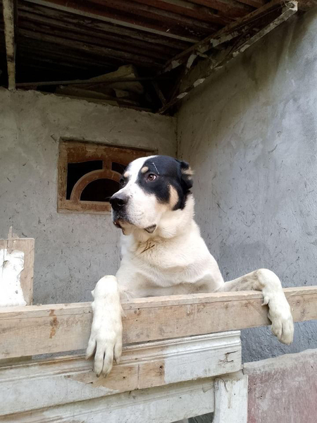 Собака чисто пародный алабай