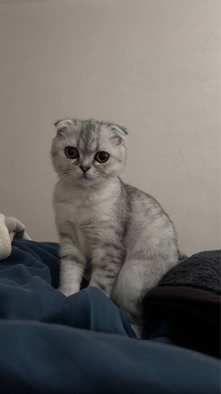 Кошка (Скоттиш Фолд)