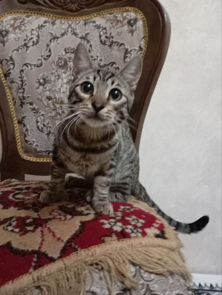 Бенгальский кот 5 месяцев самец