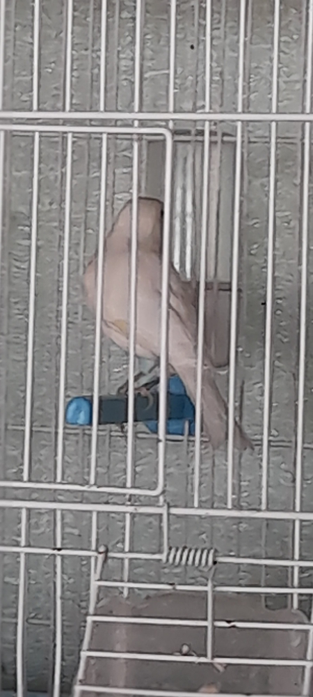 Продается канарейка