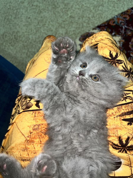 Продаётся котята scottish fold