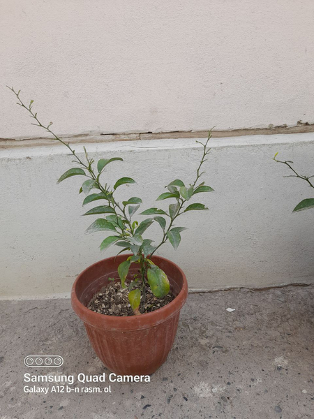 Dorivor aloe gullar  va limon kochatlar sotiladi
