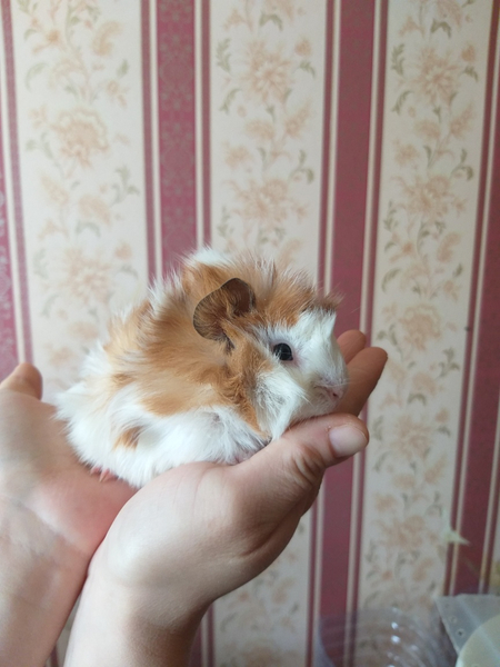 Морские свинки резетчатые