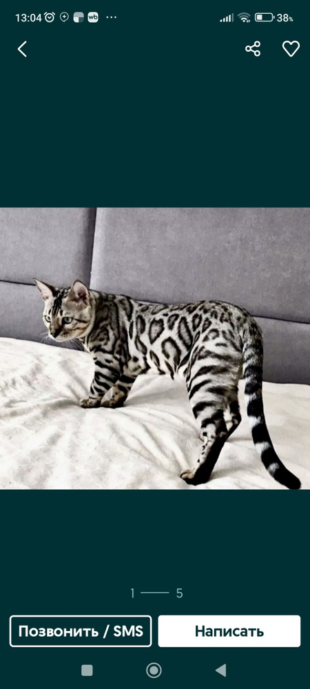 Бенгальские котята