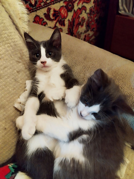 Котята в добрые руки