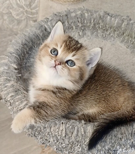 Манчкин  коротка  лапы