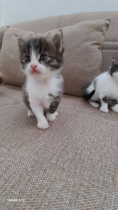 Кошка Турецкий Ван