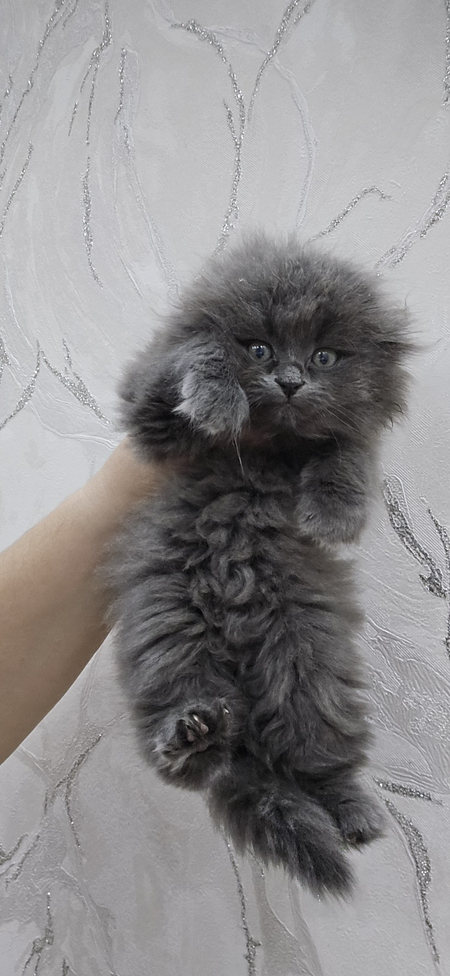 Шотландский фолд девичка