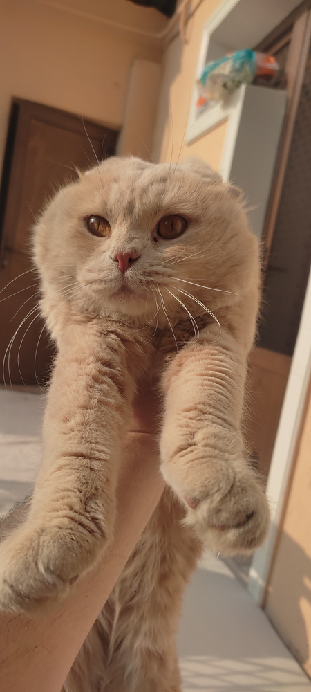 скоттиш фолд шотландский