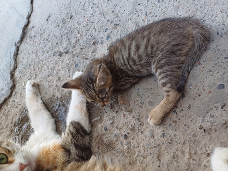 Котята турецкая ангора