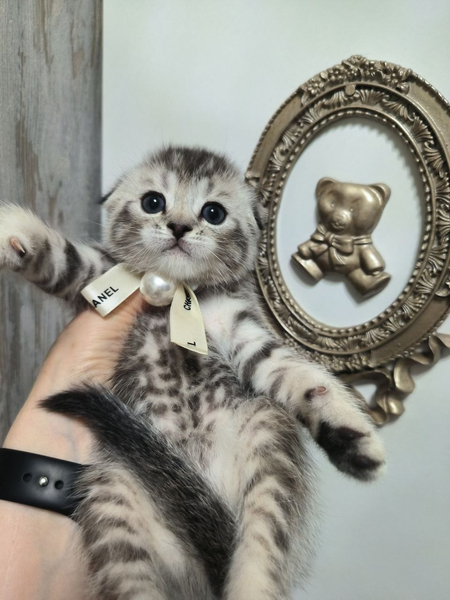 Серебристая шиншилла