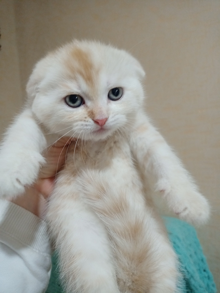 Продаются котята