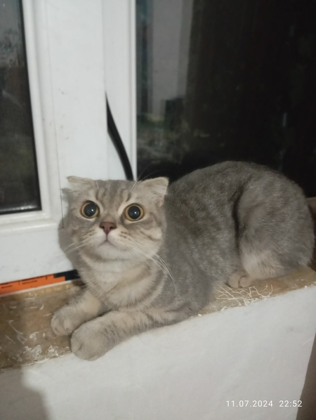 Скоттиш фолд Продается