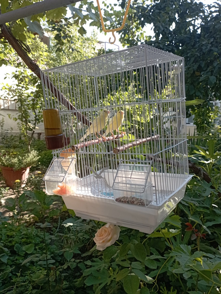 Konareka yosh traynik zot