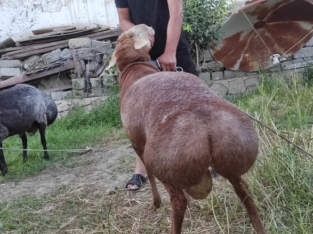 Катта к,учкор соглом
