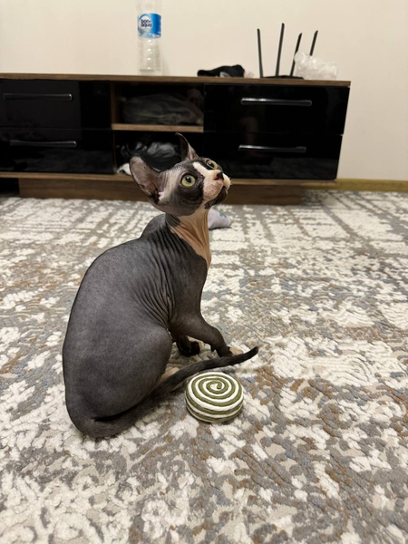 Кошка Сфинкс Эльф