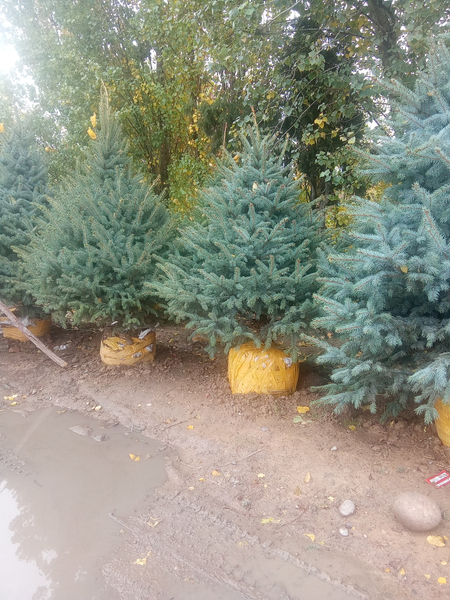 Manzarali daraxtlar archalar galiboyyel oq archa chinor sliva